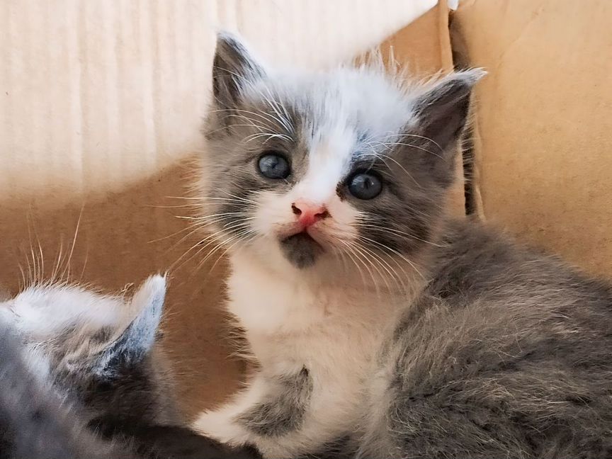 Котёнок