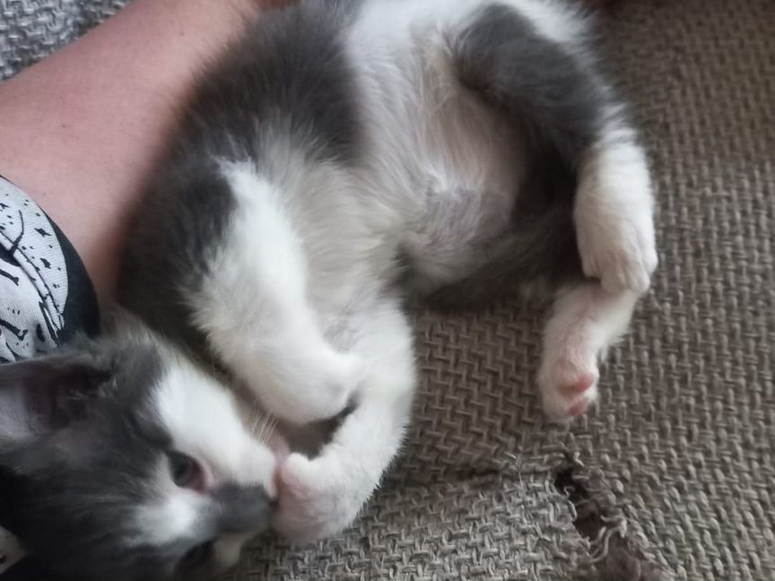 Котенок Чебурашка