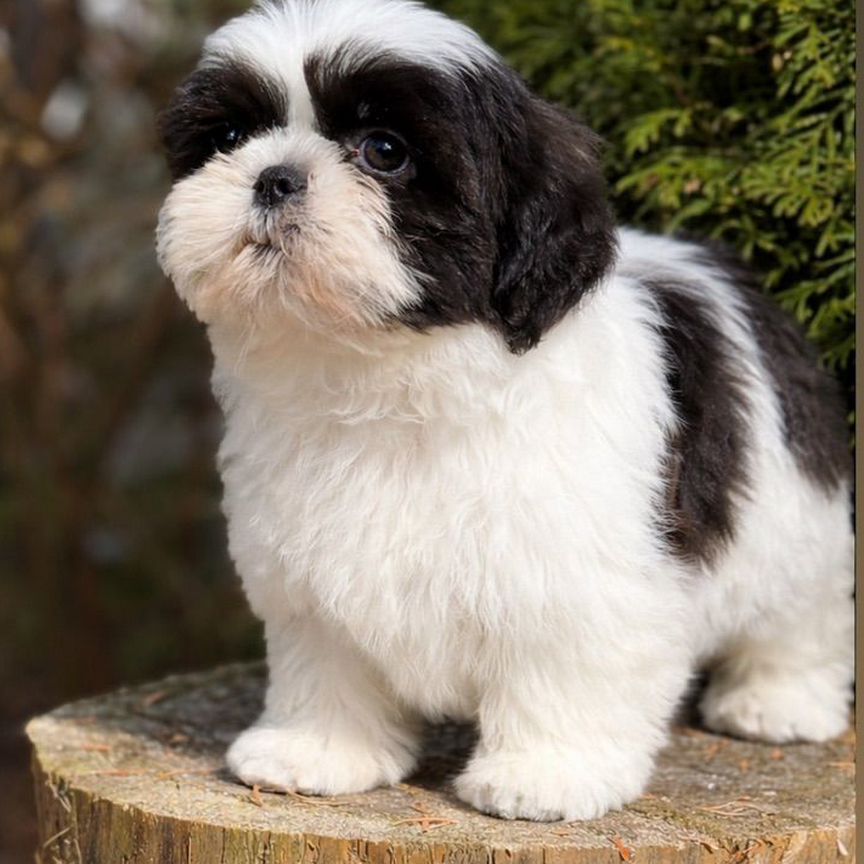 Ши-тцу, щенок