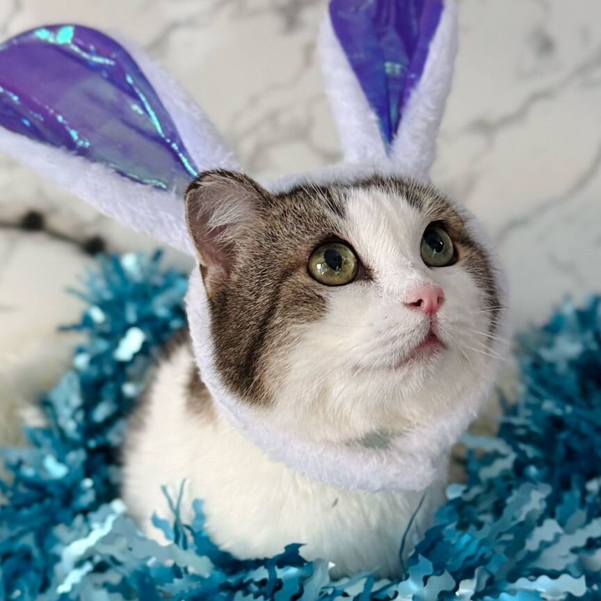 Взрослая, кошка в добрые руки