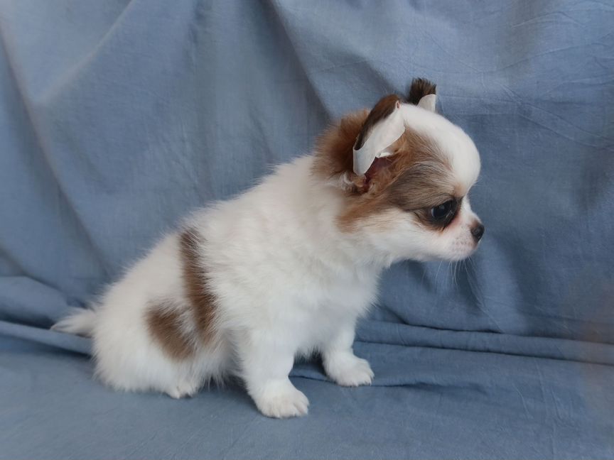 Мальчишка Ми-Ми-Мишка