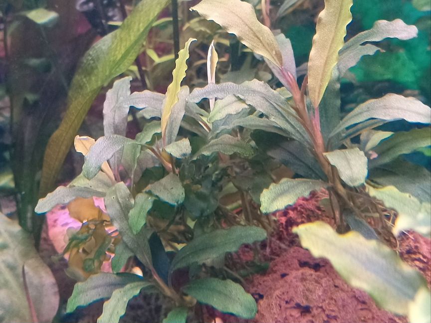 Буцефаландры