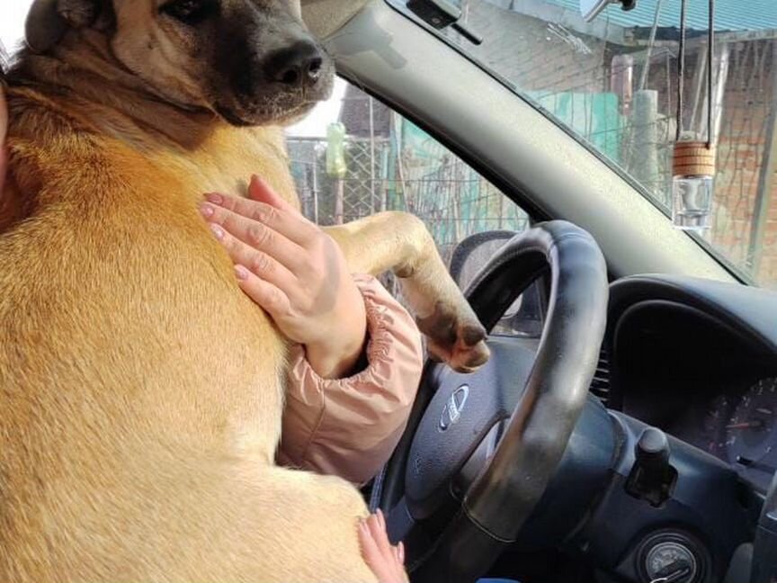 Пес ищет дом