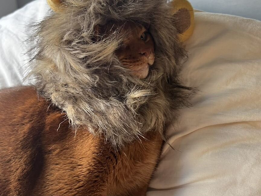 Маска льва для кошек