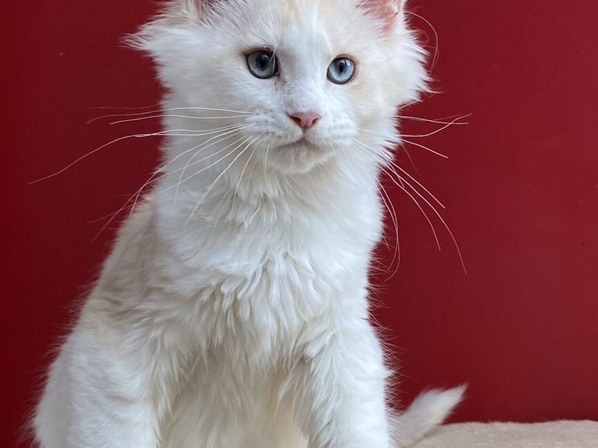 Сладкий мальчик