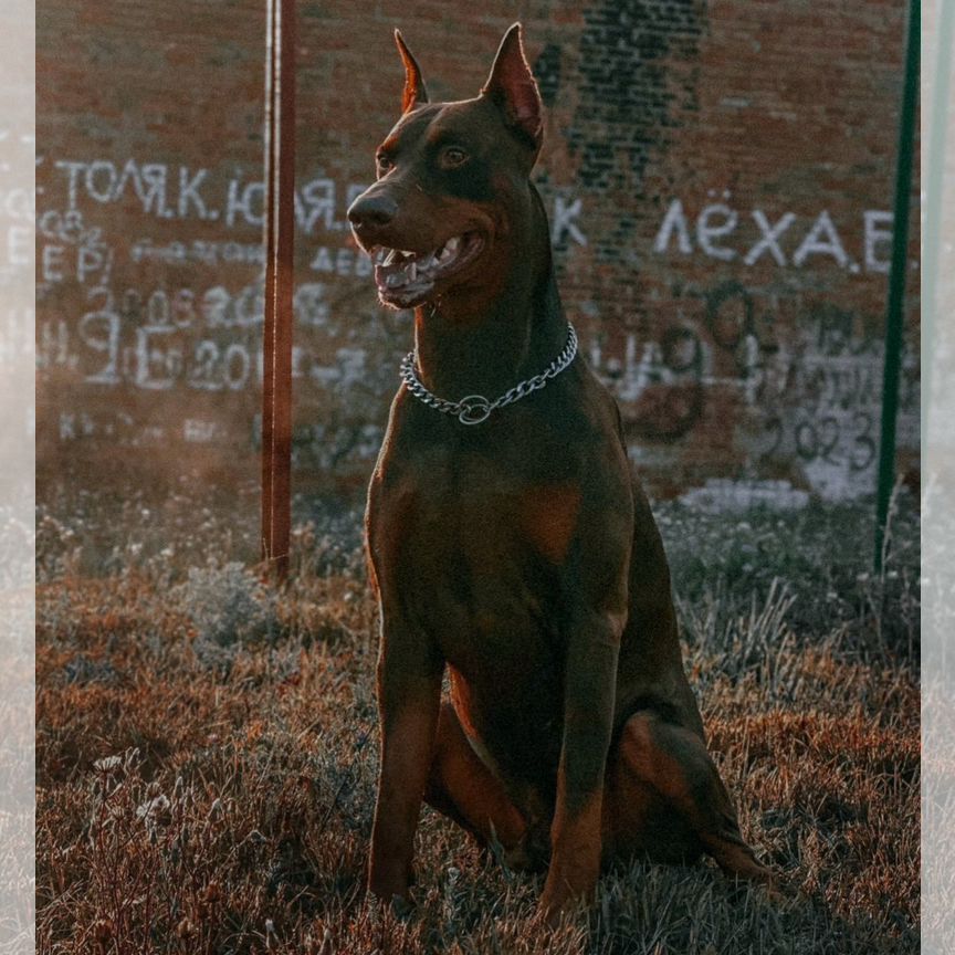 Доберман вязка