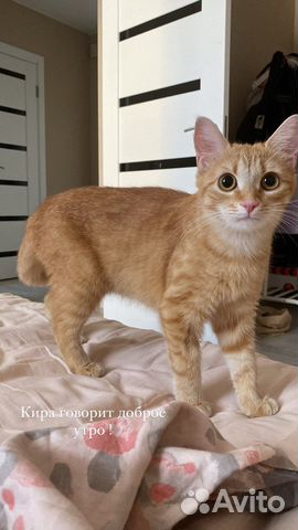 Кошка рыжая