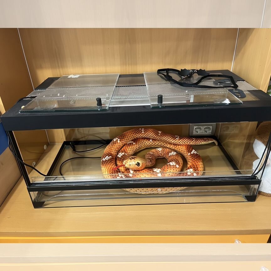 Террариум для ящерицы