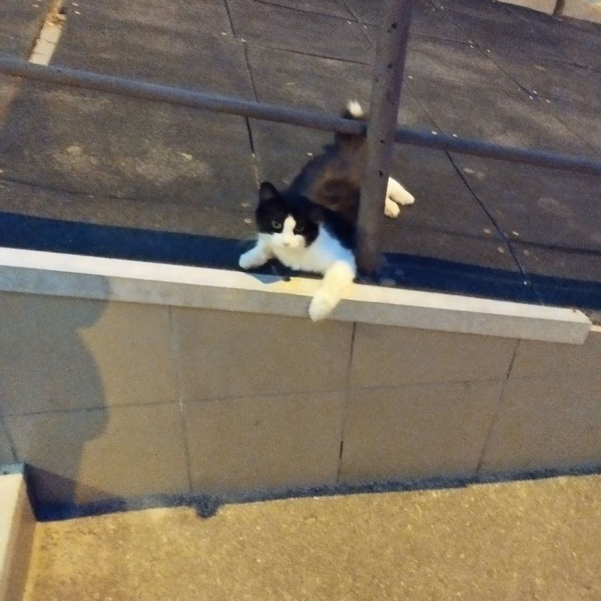 Пристройство кошек