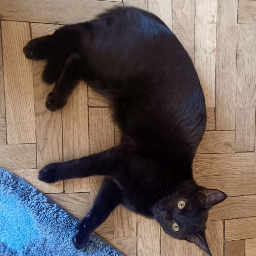 Котенок