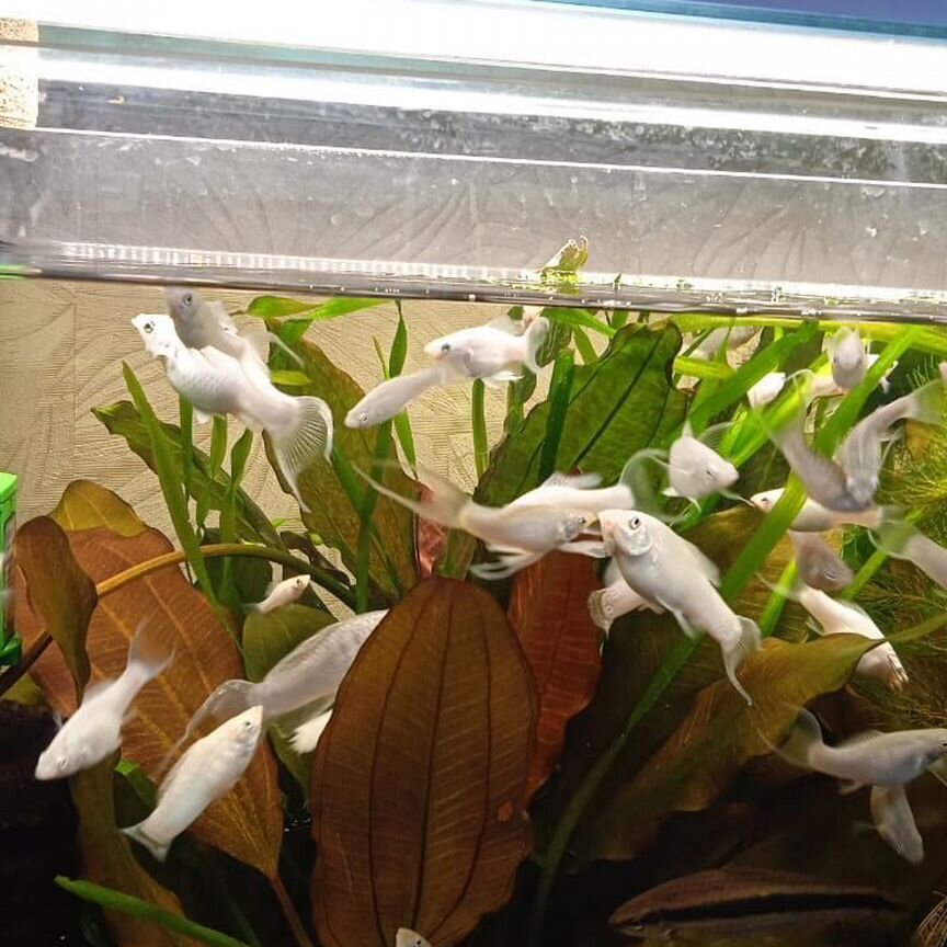 Красивые рыбки Моллинезии