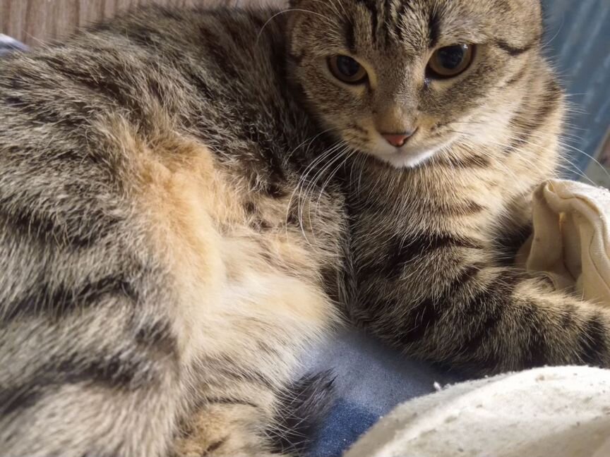 Кошка Шотландская полу вислоухая