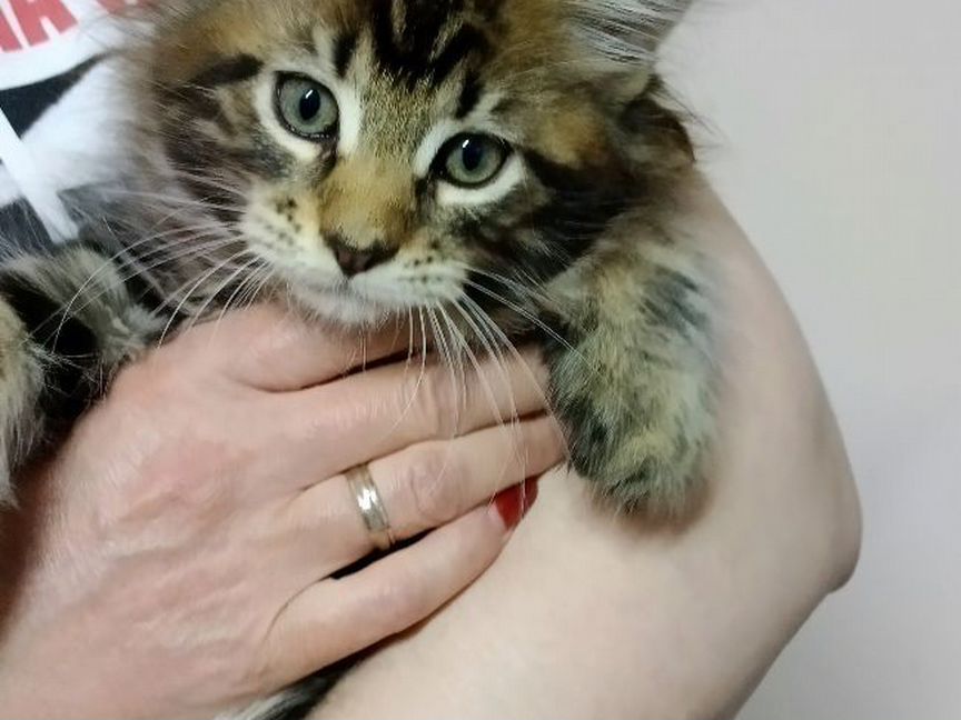 Кошки мейн-кун