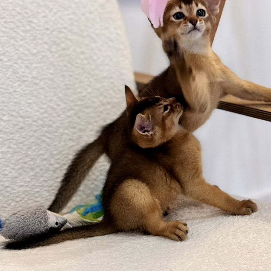 Абиссинский котёнок