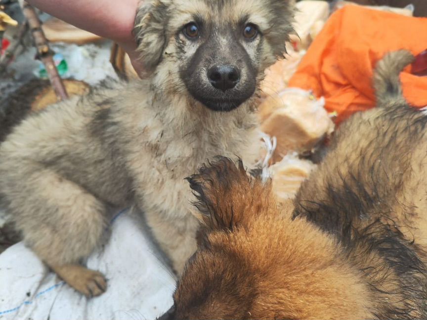 Собака в добрые руки отдам бесплатно