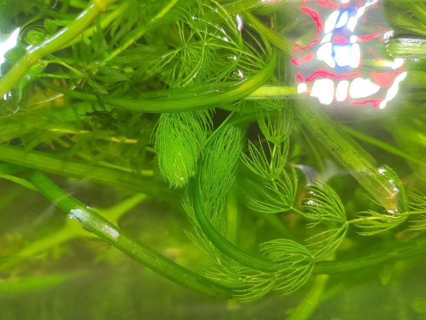 Прополка: валлиснерия спиральная и роголистник