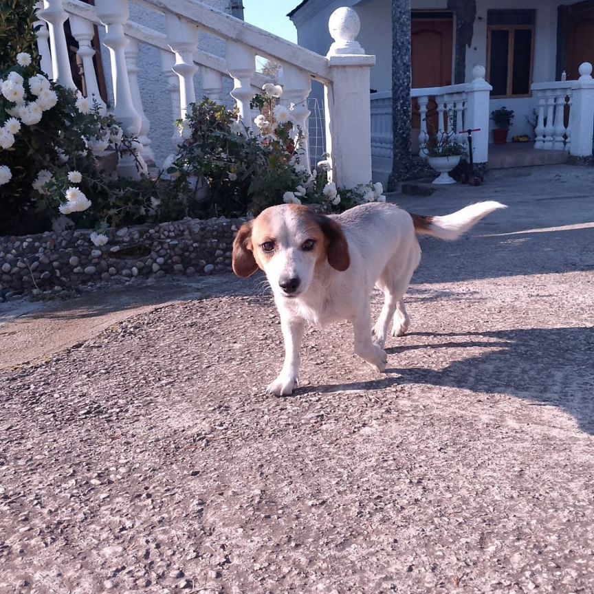 Маленькая нежная собачка