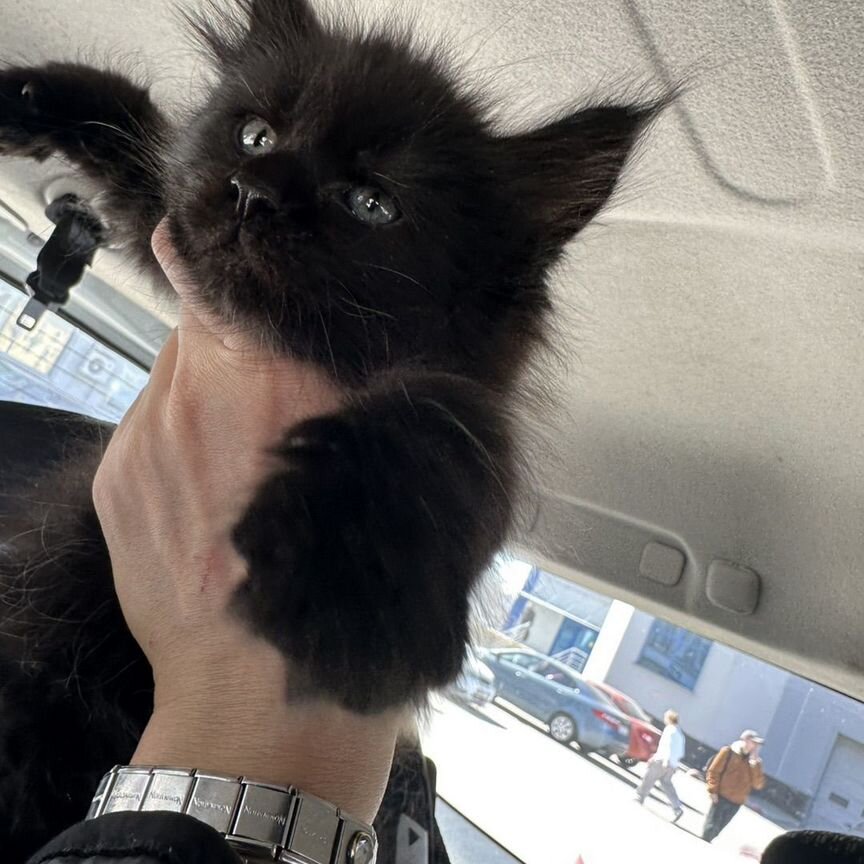 Котенок мальчик Мейн кун черный солидный
