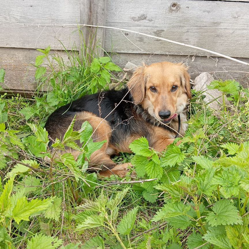 Отдам в хорошие руки