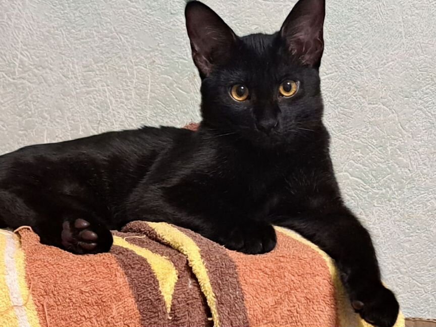 Чаузи котята
