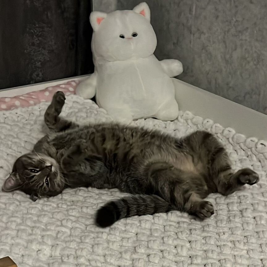 Взрослый кот в добрые руки