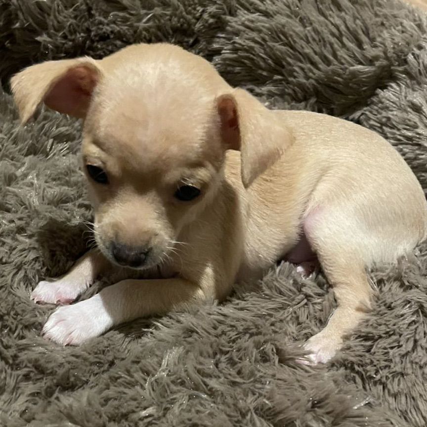 Русский той-терьер, щенок