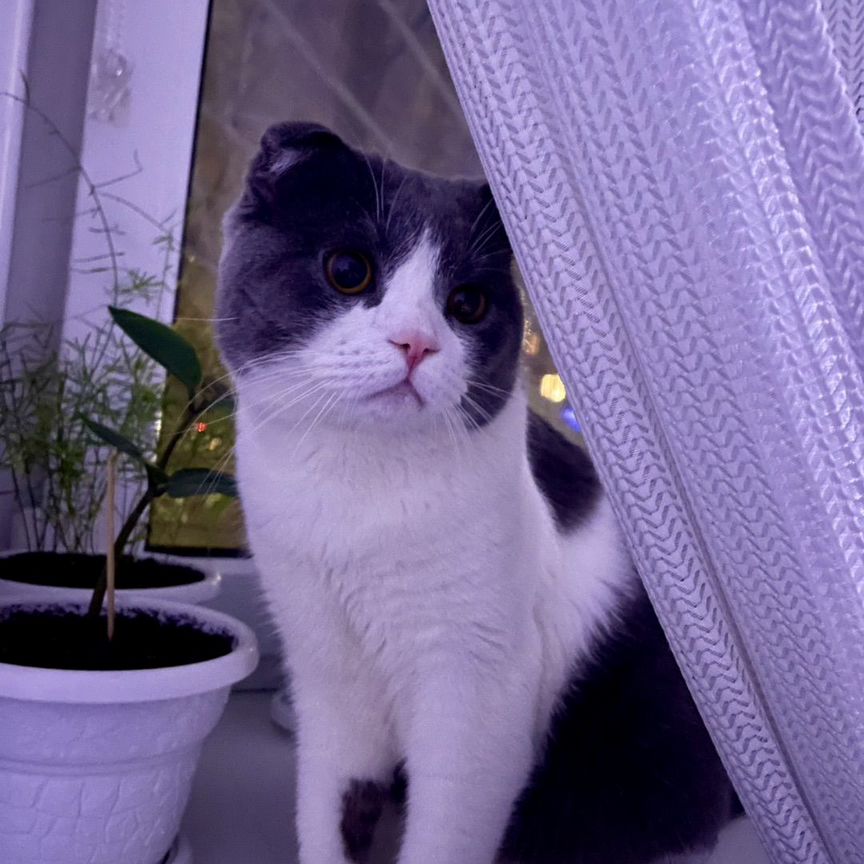 Ищем хозяина для кота