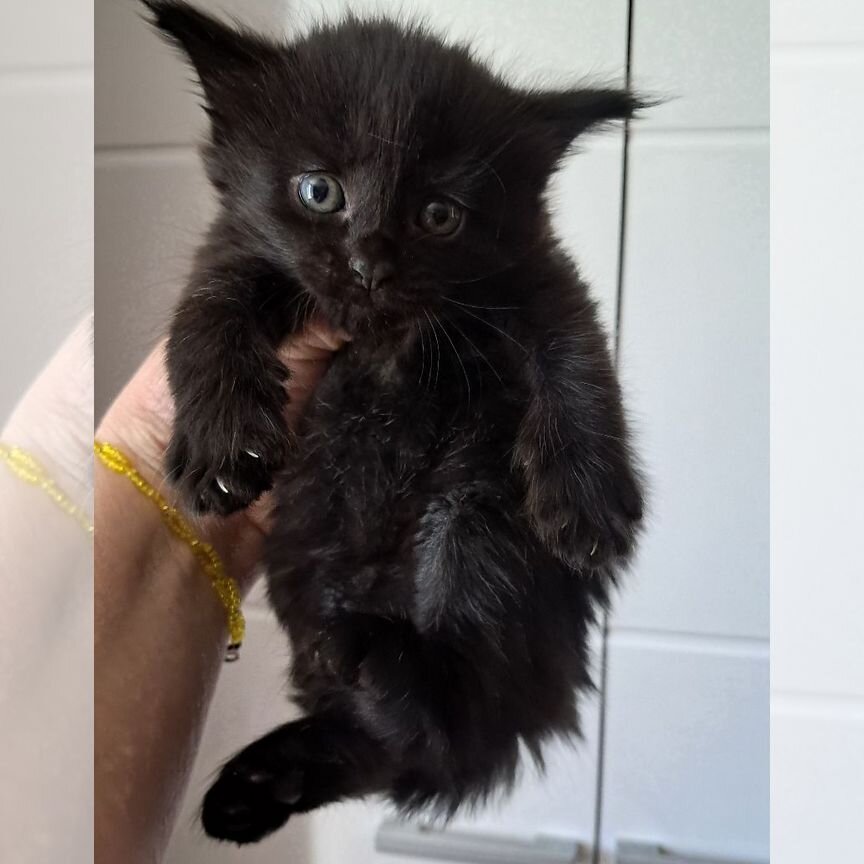 Сибирский котёнок