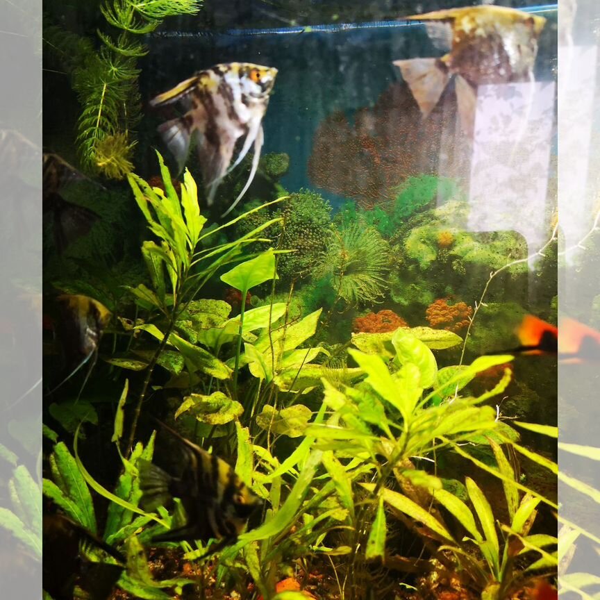 Аквариумные рыбы своего разведения