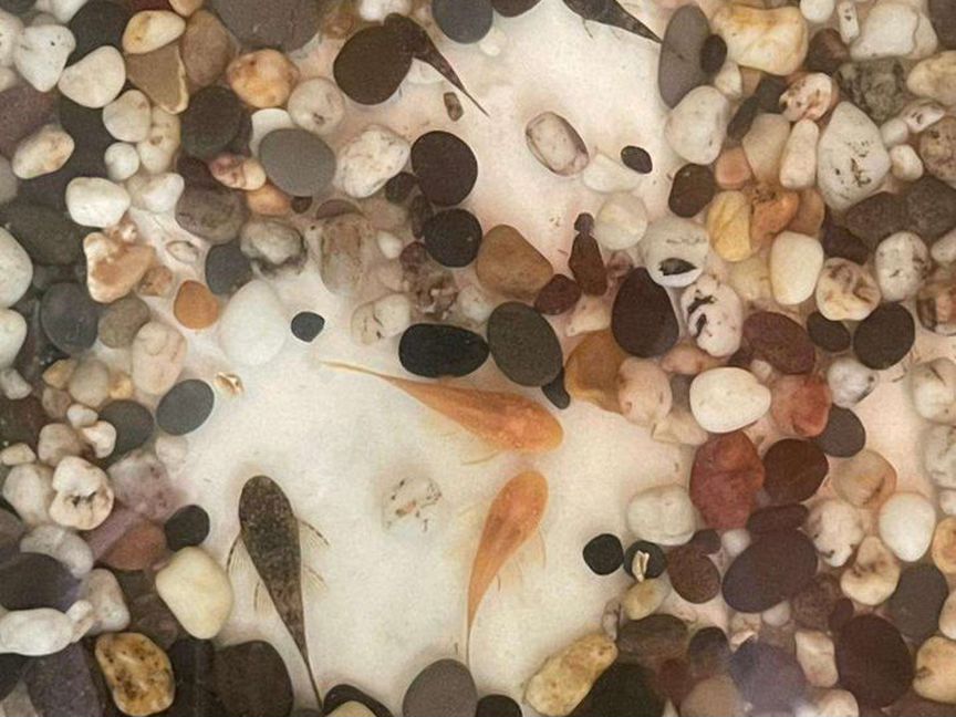 Мальки анциструса