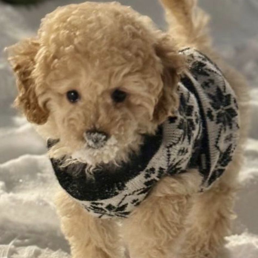 Пудель, щенок