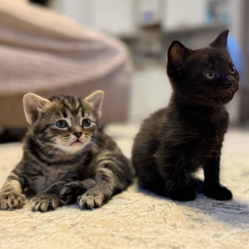 Шотландский прямоухий короткошёрстный котёнок