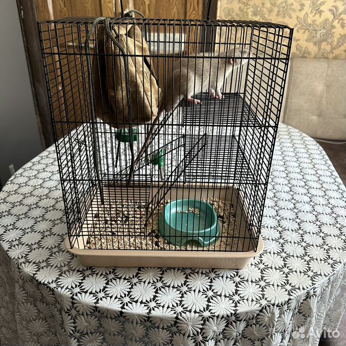 Крыска ручная