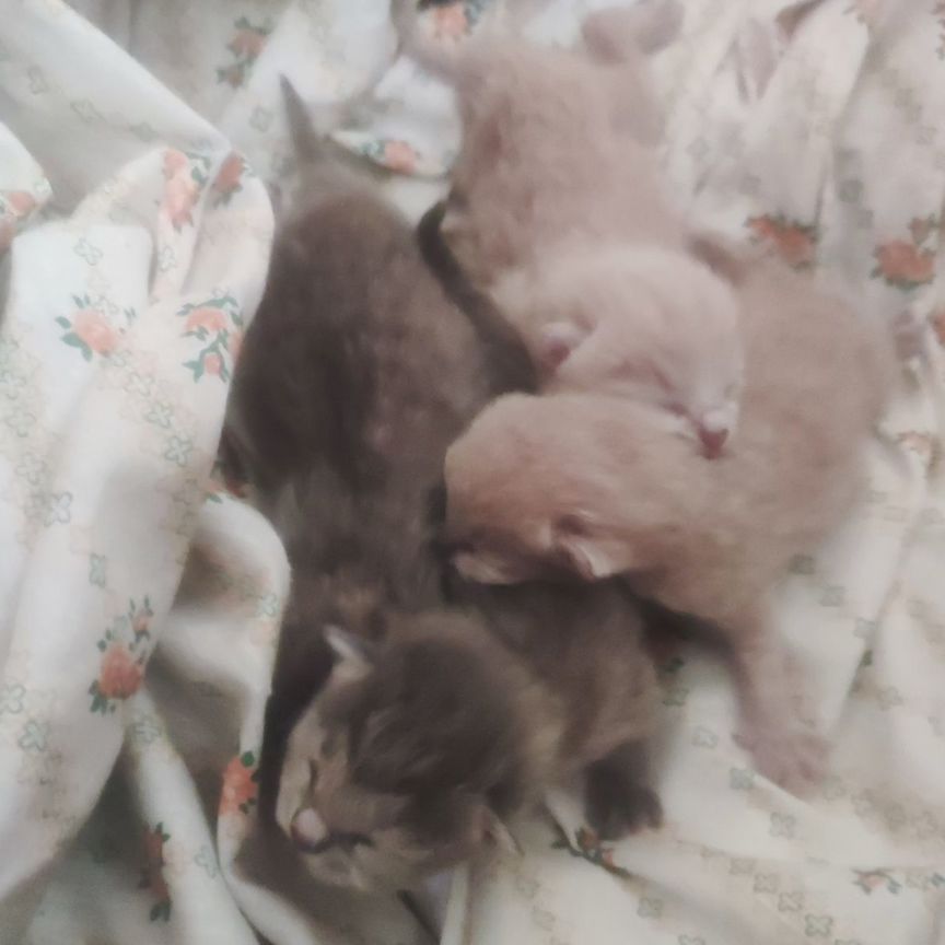 Шотландский вислоухий длинношёрстный котёнок