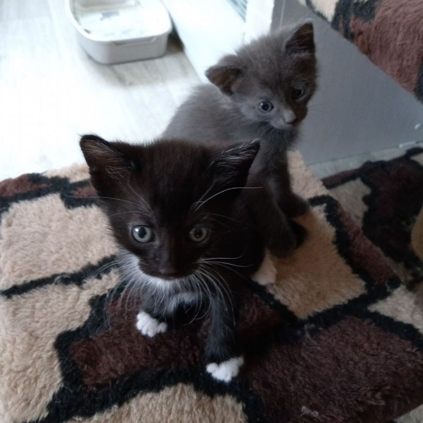 Котёнок от частного владельца