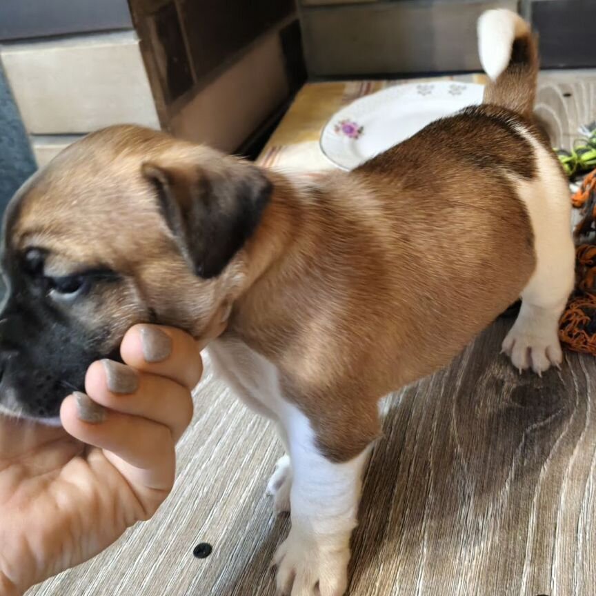 Джек-рассел-терьер, щенок