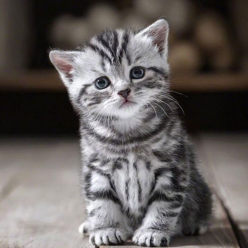 Шотландские котодетки
