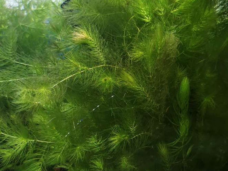 Роголистник, валенсерия бесплатно