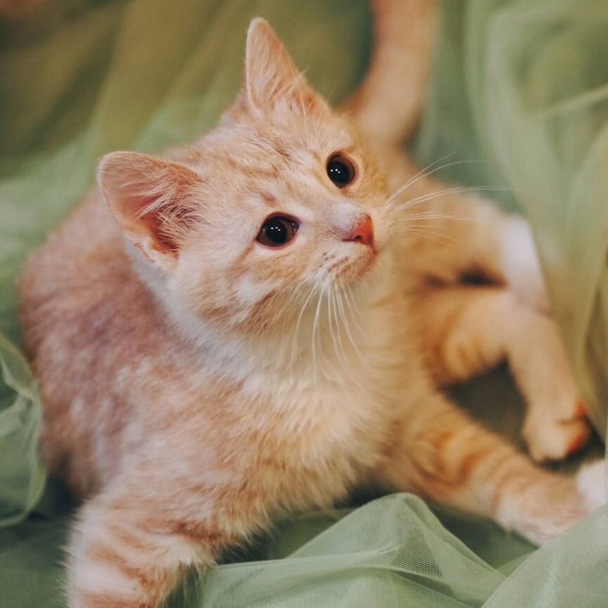 Котёнок в добрые руки