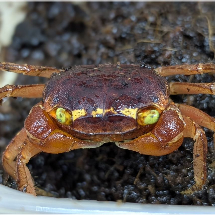 Крабы в ассортименте на Гарибальди