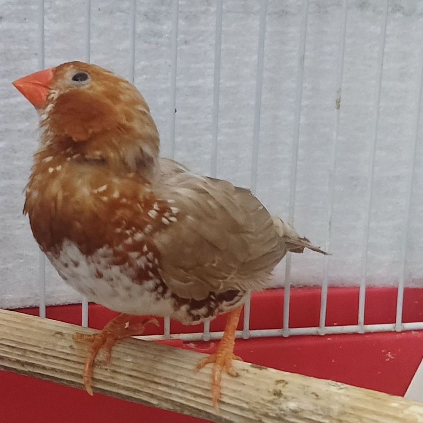 Зебровые амадины