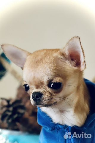 Девочка микро чихуахуа