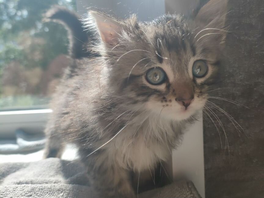 Микро котик