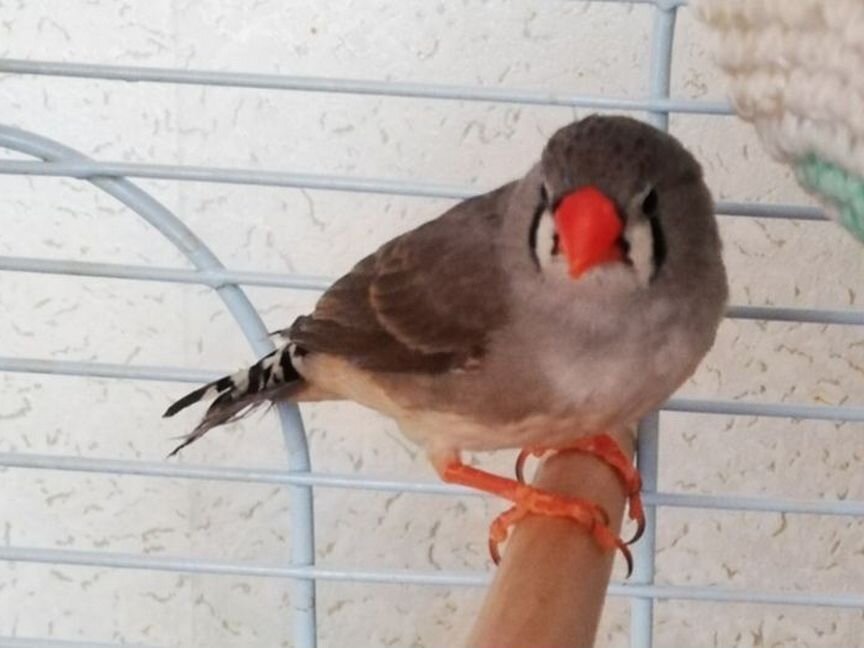 Зебровые амадины