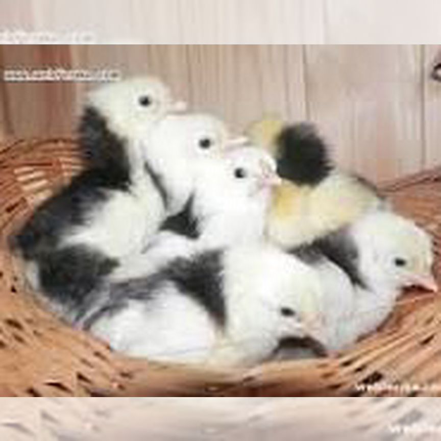 Цыплята пушкинской породы, яйцо