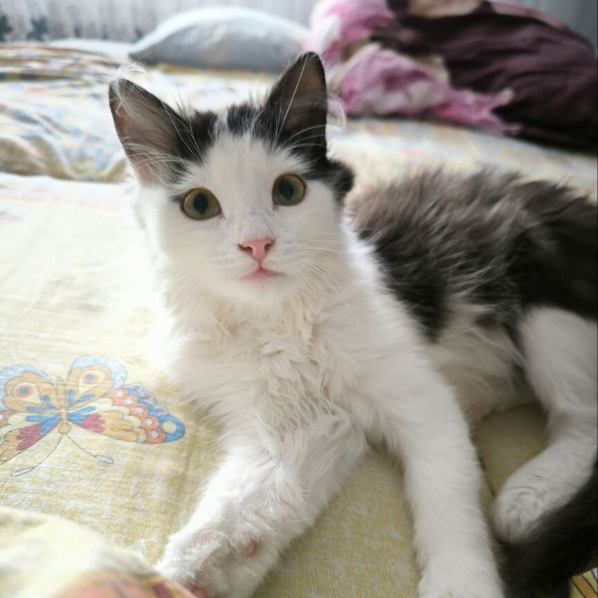 Котик ищет любящих хозяев