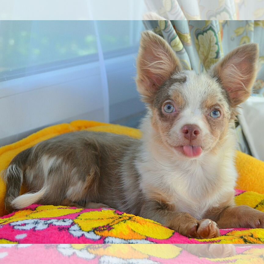 Голубоглазое чихочудо