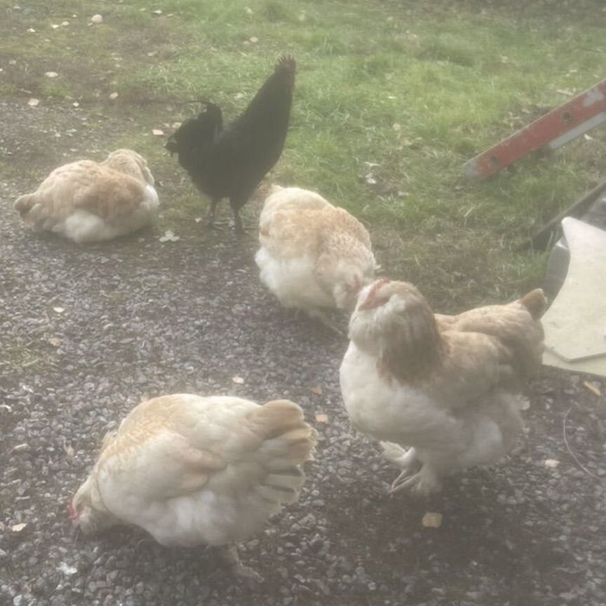 Продам несушек фаверолей и петушка