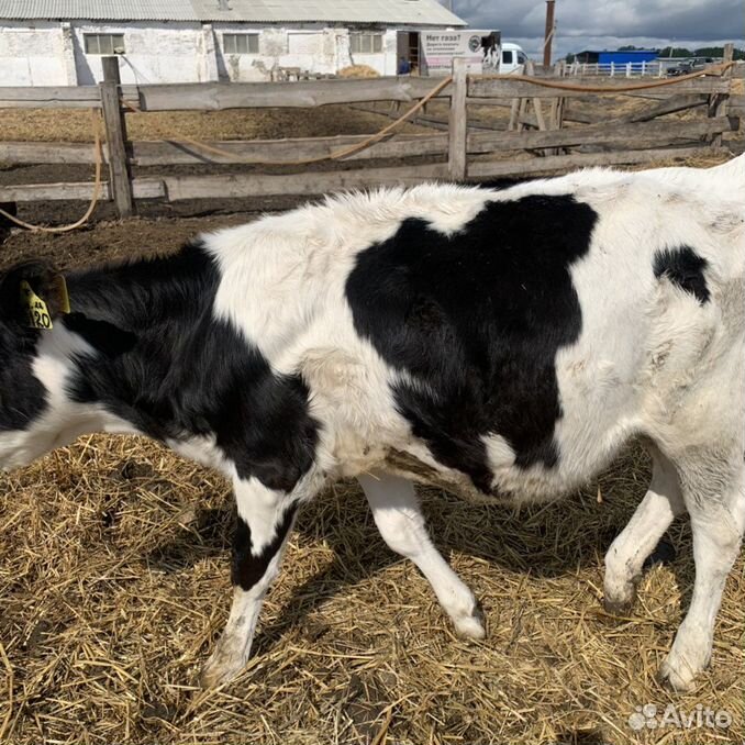 Бычки и телки