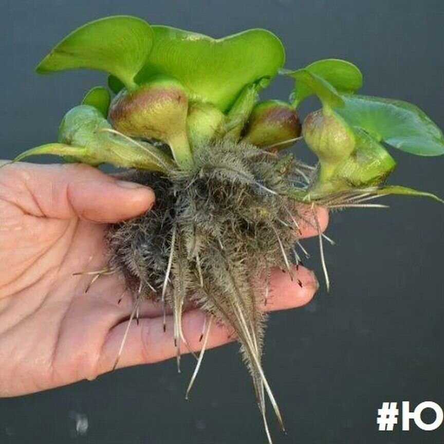 Водный гиацинт (эйхорния) и пистия